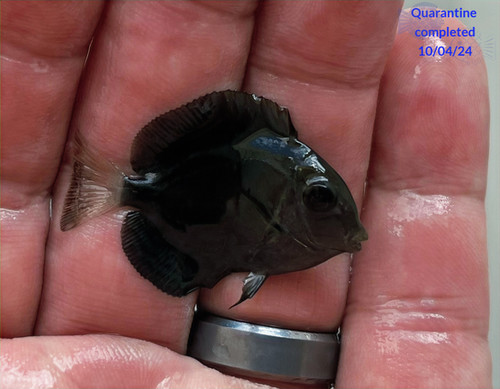Ring Tail Tang | Anything QT