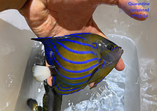 Blue Ring Angelfish | Anything QT