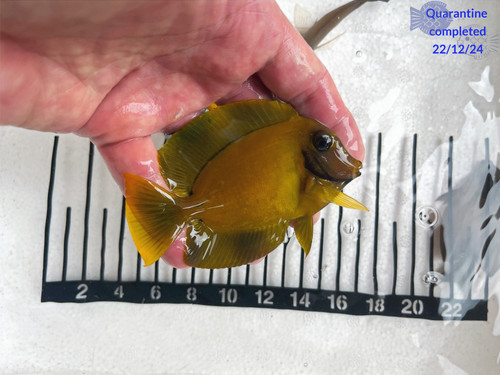 Mimic Chocolate Surgeonfish | Anything QT