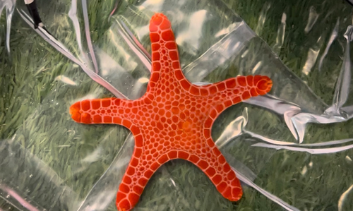 Red Biscuit Sea Star | Anything QT