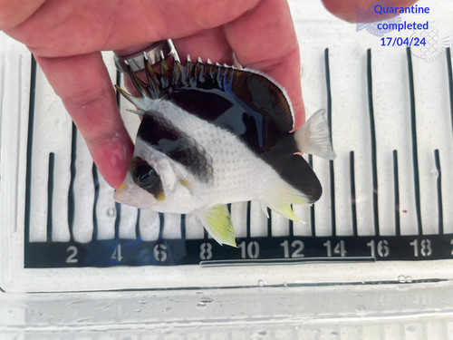 Burgess's Butterflyfish | Anything QT