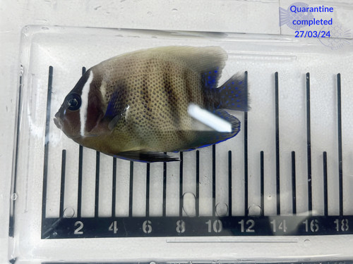 Six Bar Angelfish | Anything QT