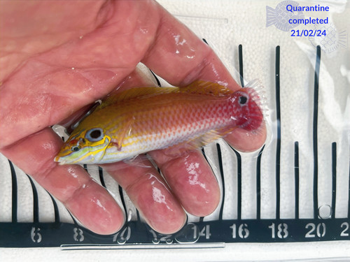 Earmuff Wrasse | Anything QT