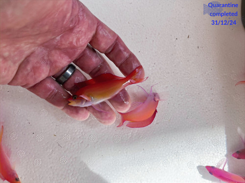 Dispar Anthias | Anything QT