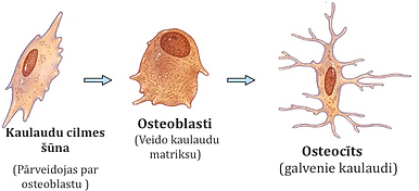 Balstaudi | organisms