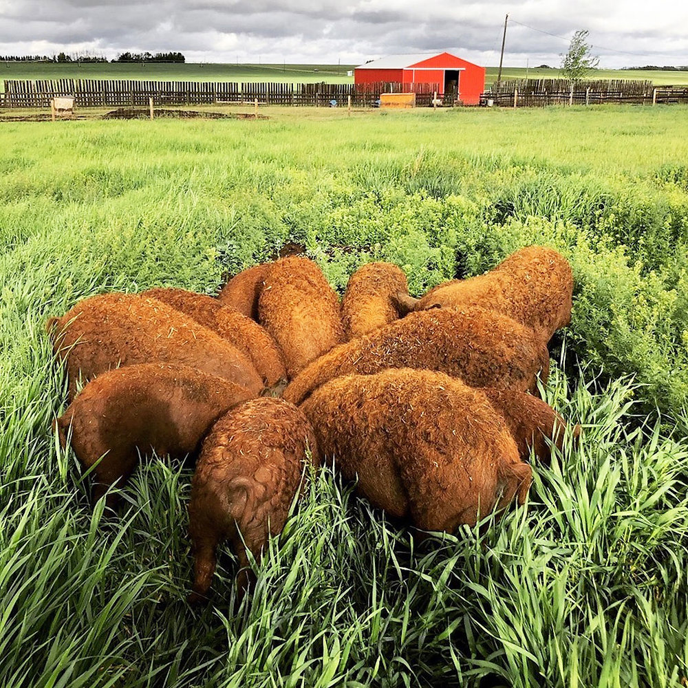 Eh Farms' cute and curly Red Mangalitsa pigs bring a new kind of pork ...