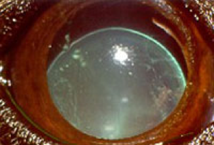 RESOURCES | Animal Eye Services