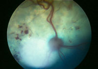 RESOURCES | Animal Eye Services