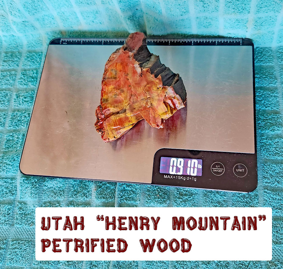 Utah "Henry Mountain" Petrified Wood | KinesavaROCKS