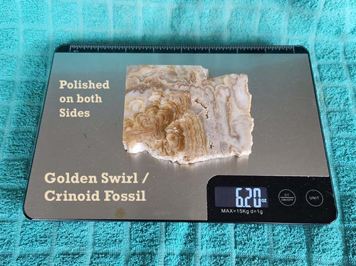 Crinoid Fossil Agate | KinesavaROCKS