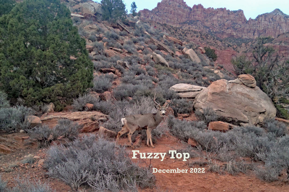 Fuzzy Top – The Joe Btfsplk* of Deer