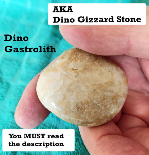 Utah Gastrolith | KinesavaROCKS