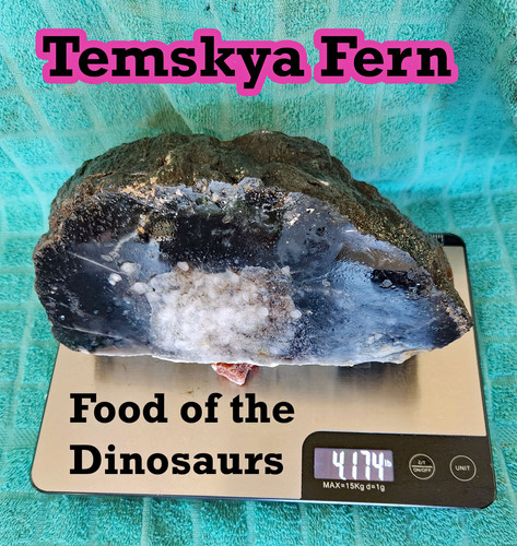 Tempskya Fern | KinesavaROCKS