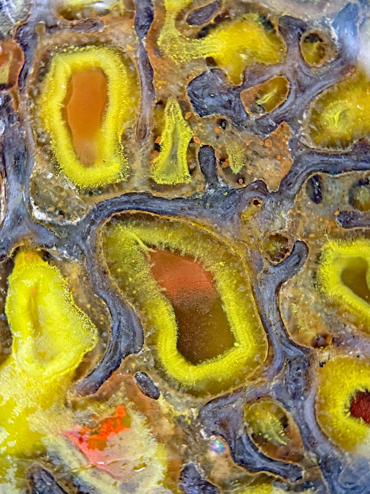 Dino Bone at 200X From Angelo | KinesavaROCKS