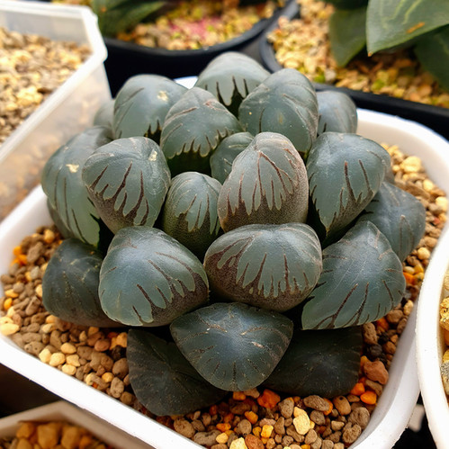 Haworthia Cooperi 'Kong Ming Lantern' Large size | Little Plant Box