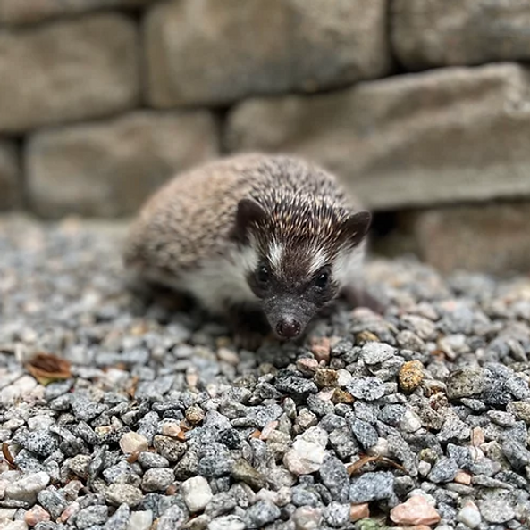how to make my hedgehog cage smell better