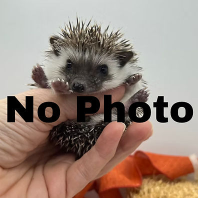 pet mini hedgehog
