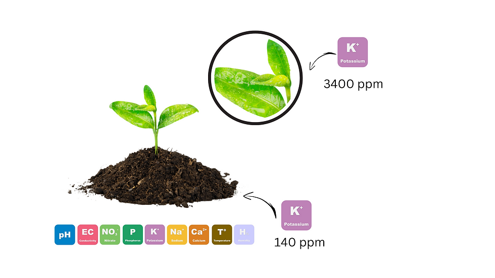 Plant Sap Analysis [Video]: Guide for Plant Sap Testing In The Field