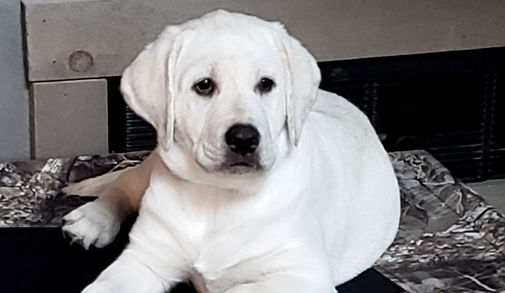 Breeding Labrador Retrievers | Royaloaklabradors.com