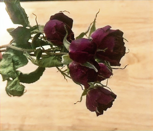 Small Pink Dried Roses, Flowers for Bouquet and Vase | Shellbies Garden