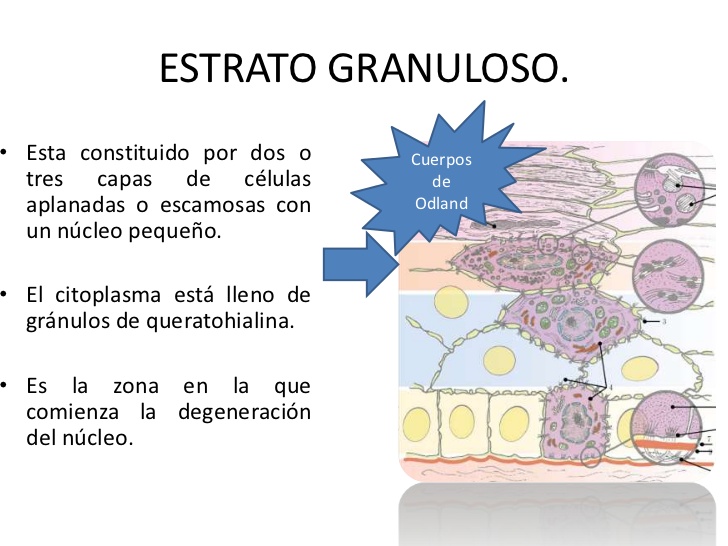 Imágenes | isiscontreras