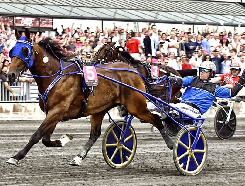 TIMOKO | Haras des Trotteurs