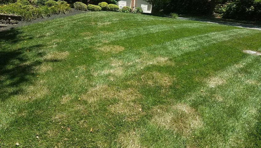 When Landscaping is Neglected on the Estate