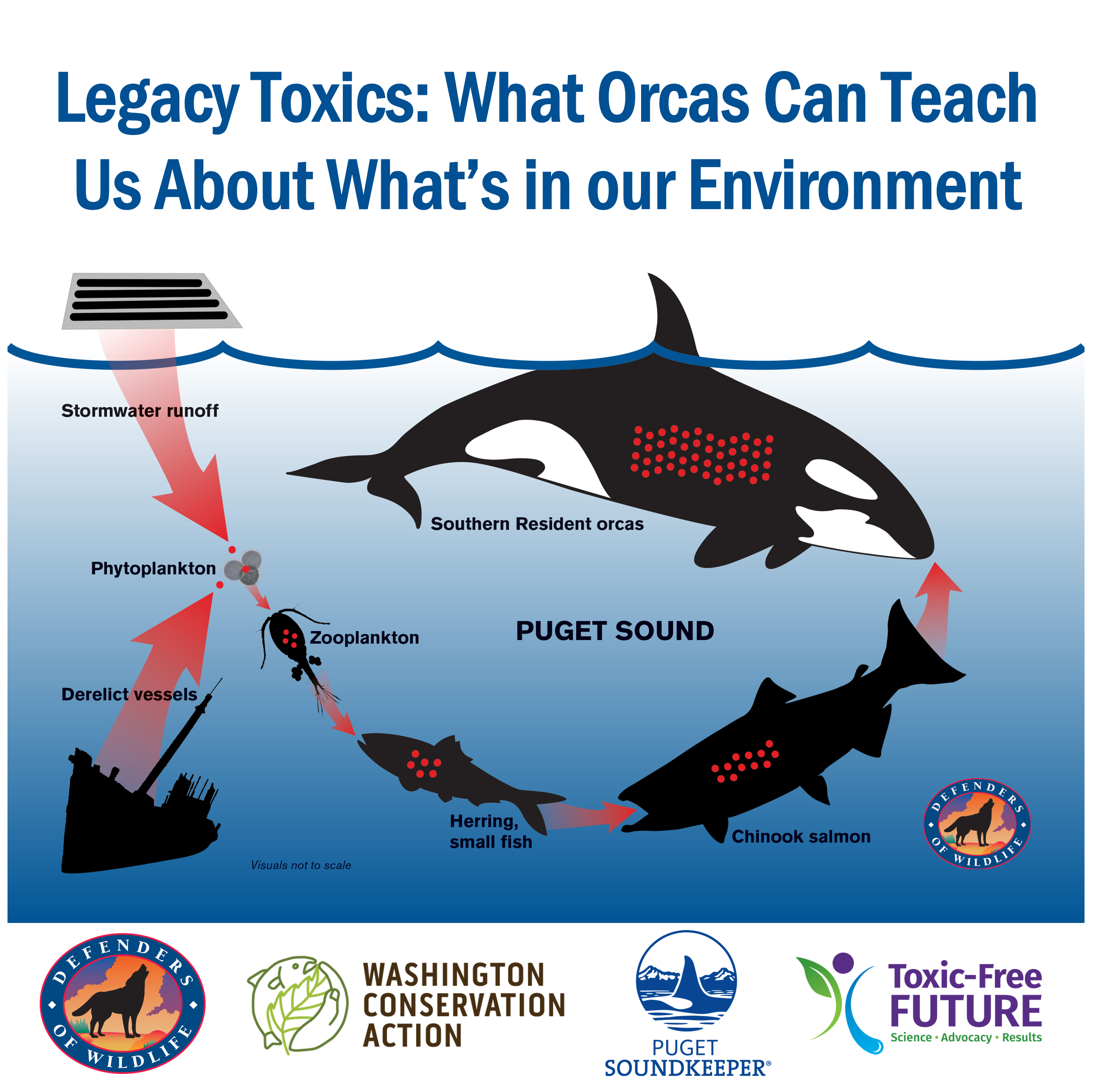 Legacy Toxics: What Orcas Can Teach Us About What’s in our Environment ...
