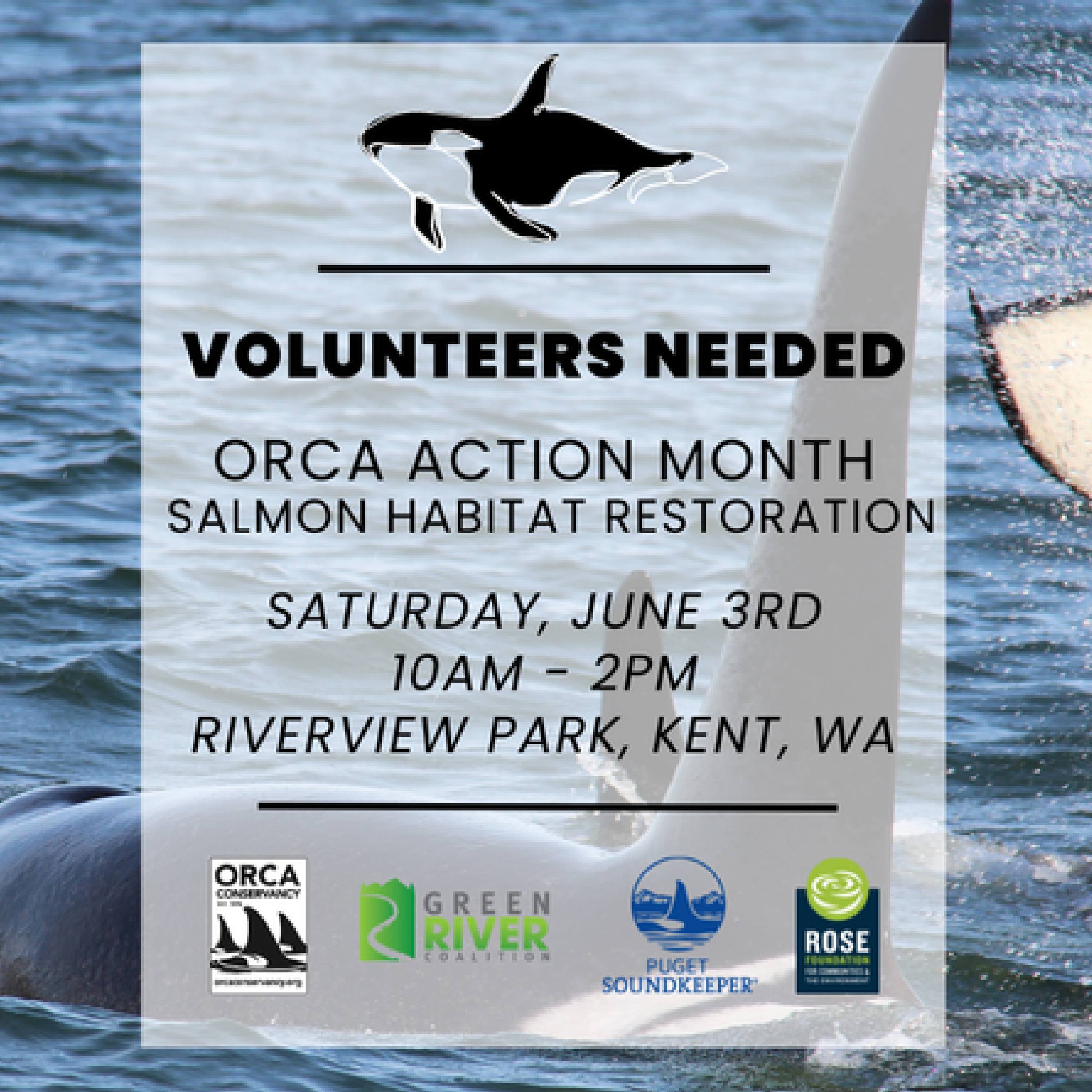 Orca Action Month Salmon Habitat Restoration | Orca Action Month