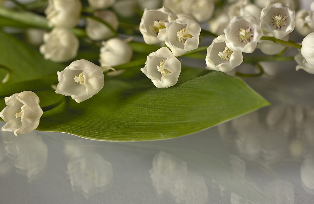 The Crown: Favourite Flowers of the Royals