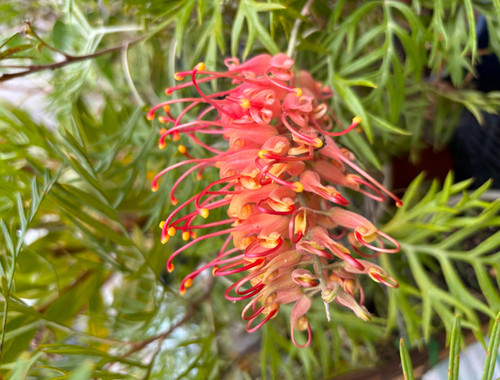 Grevillea Superb | Peninsula Flowers