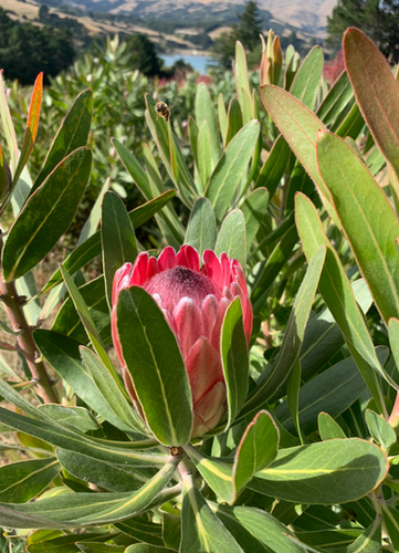 Protea Pink Ice | Peninsula Flowers