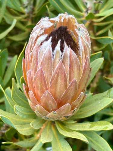 Protea Little Peach | Peninsula Flowers