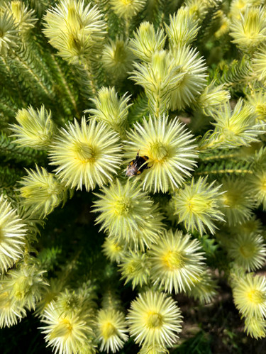 Phylica Pubescens (Flannel Bush) | Peninsula Flowers