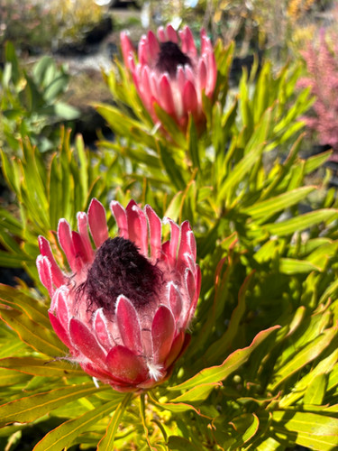 Protea Candy | Peninsula Flowers