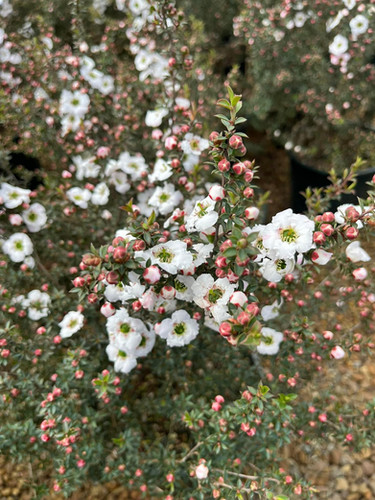 Leptospermum Galaxy Cygnus | Peninsula Flowers