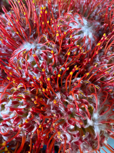 Leucospermum Amaretto | Peninsula Flowers