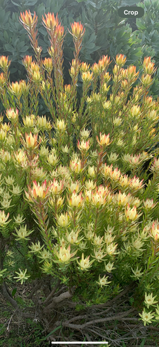 Leucadendron Amy | Peninsula Flowers
