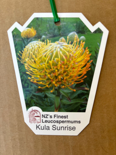 Leucospermum Kula Sunrise | Peninsula Flowers