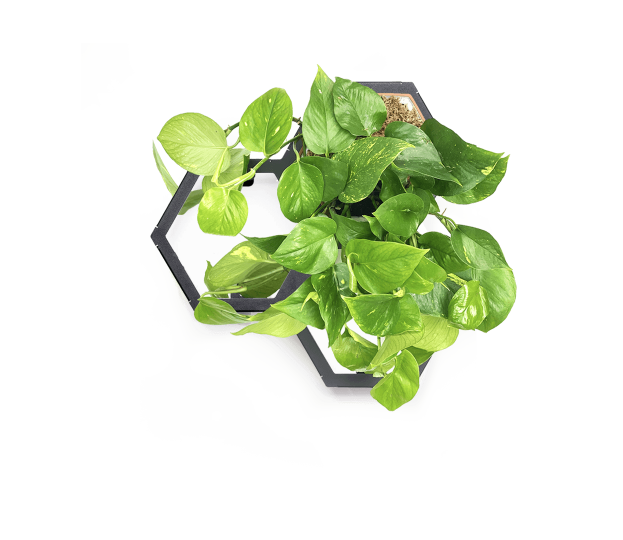 Pothos (Epipremnum Aureum): Care and Growing Guide | Horticus