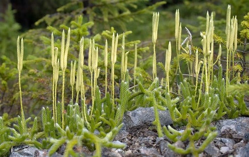Licopodio - Lycopodium clavatum. | Zelva Planteria
