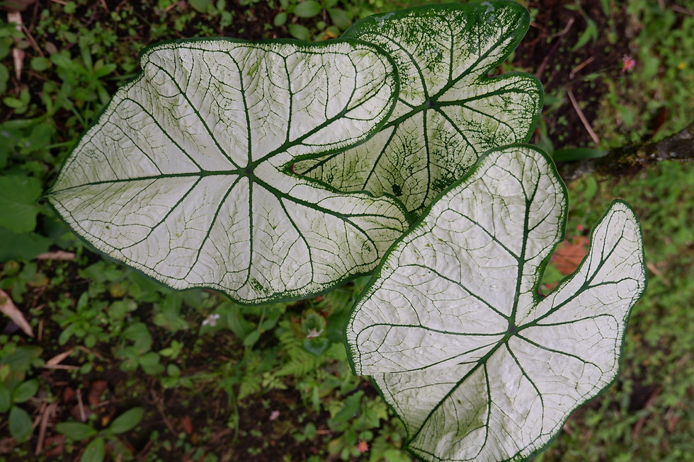 Caladium blanco - Caladium candidum | Zelva Planteria