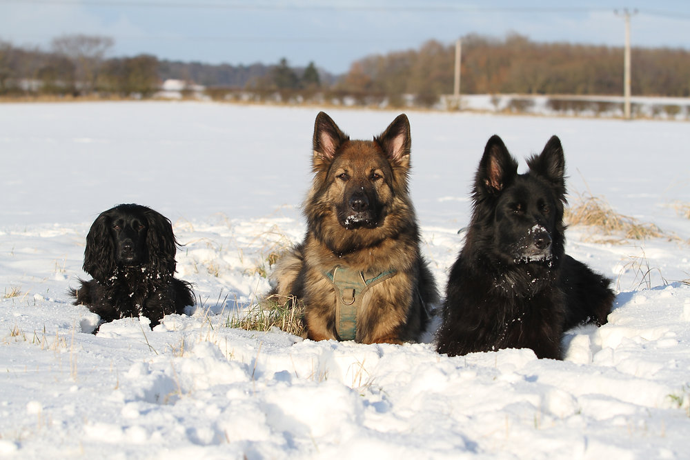Adopting a second dog? The good, the bad and the useful things to know