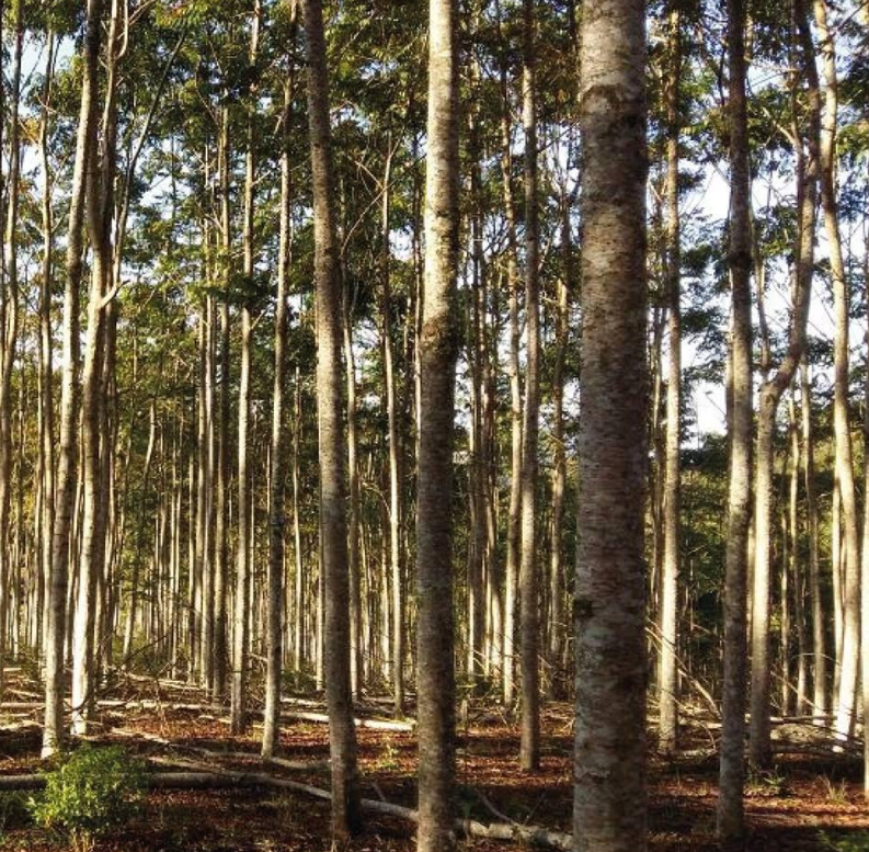 5 curiosidades sobre o Cedro Australiano cultivado no Brasil que você ...