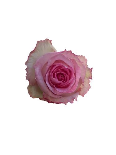 MANDALA | Gw Flowers