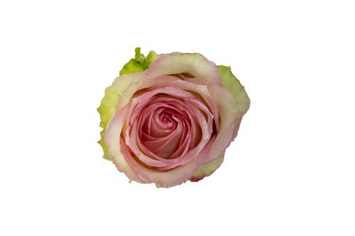 ESPERANCE | Gw Flowers
