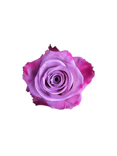 MOODY BLUES | Enigma Roses