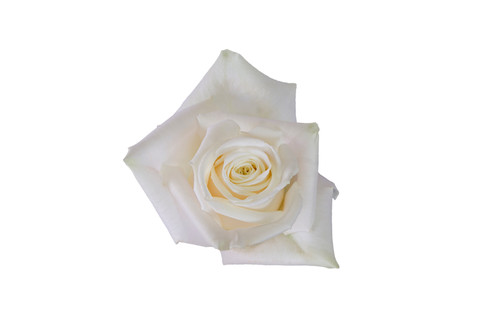 PLAYA BLANCA | Gw Flowers