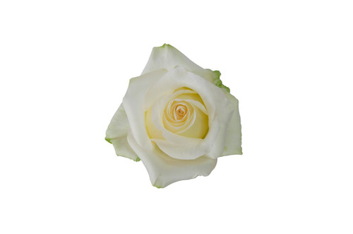 CANDLELIGHT | Gw Flowers