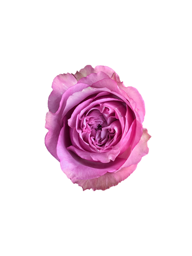 QUEEN'S CROWN | Enigma Roses